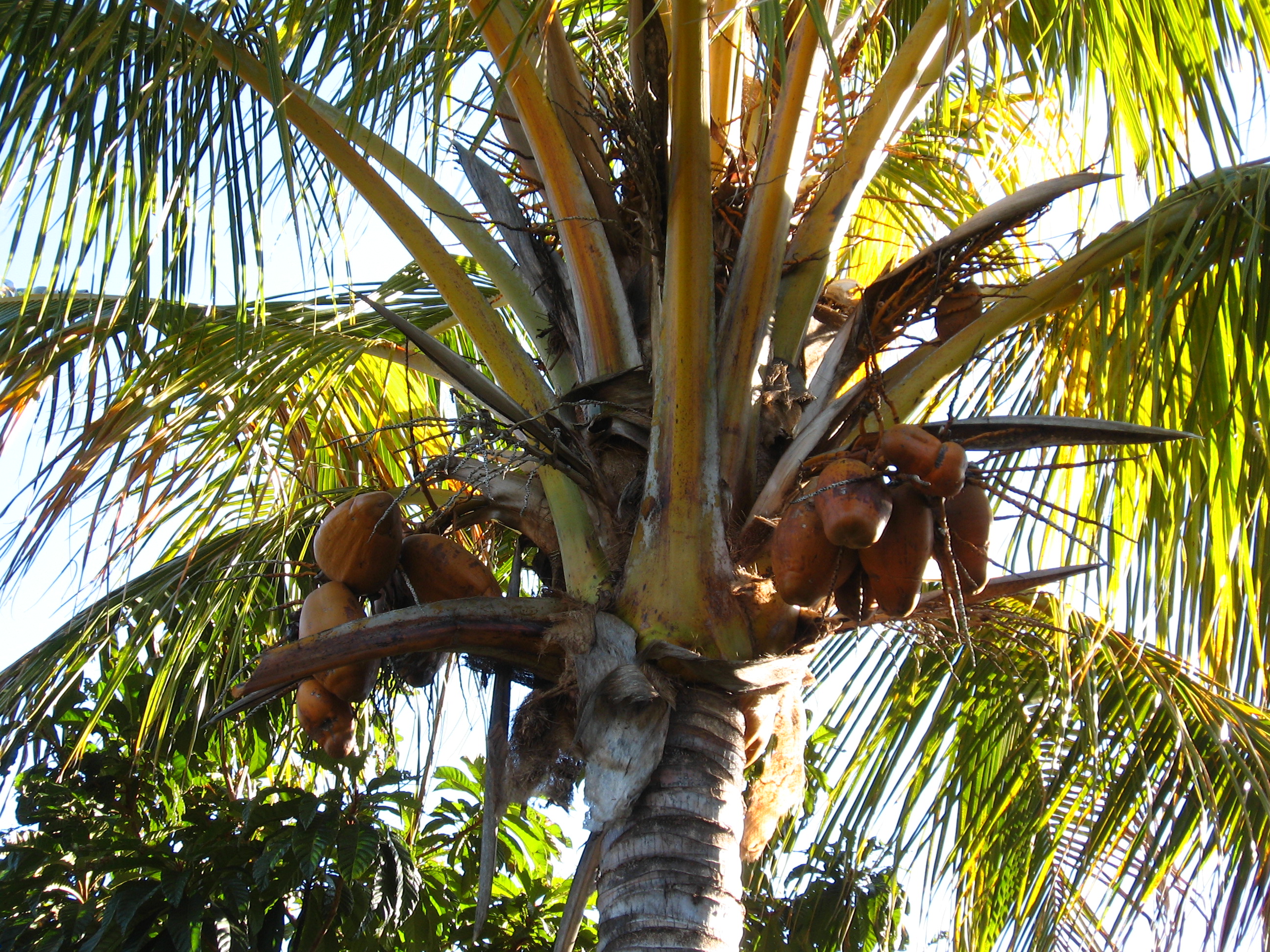 Dwarf Coconut - Cocos nucifera