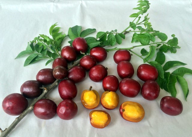 Red Mombin - pondias purpurea