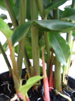 Cardamon Ginger - Alpinia calcarata