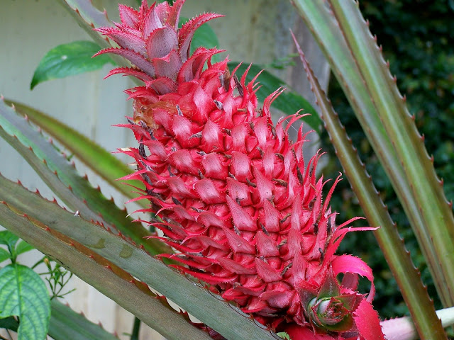 Red Pineapple