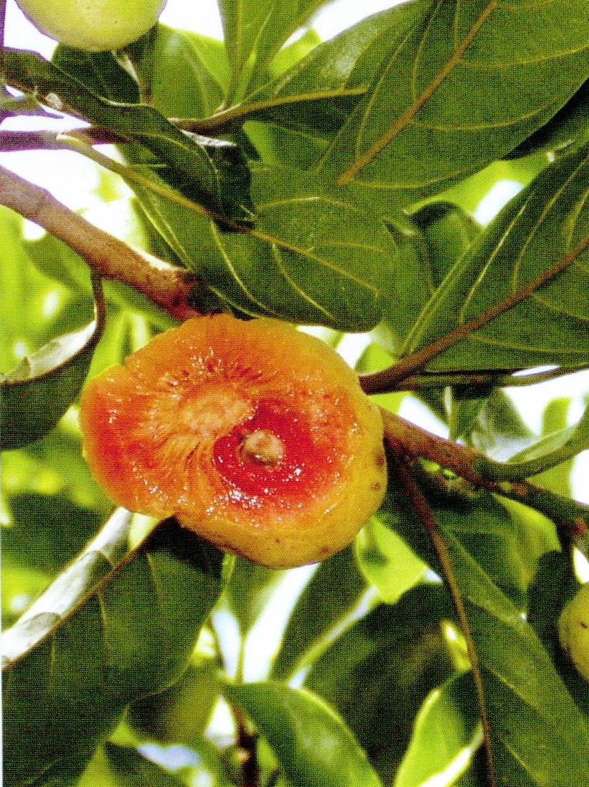 Kwai Muk, Artocarpus hypargyreus