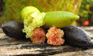 Australian Finger Lime - Microcitrus australasica