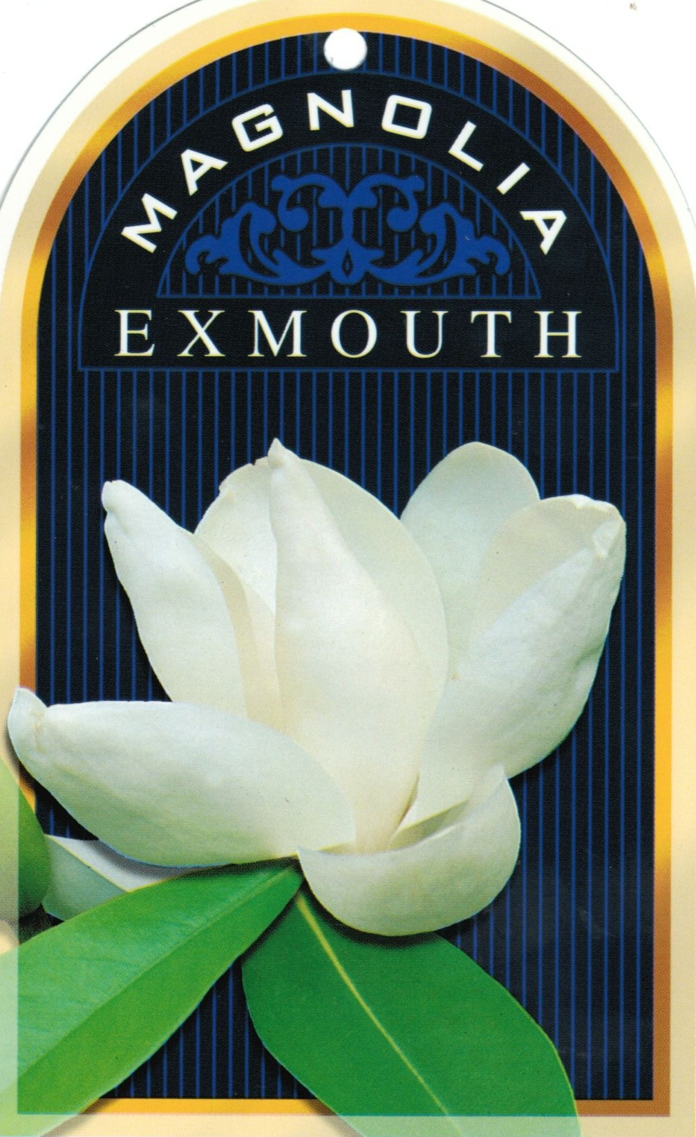 Magnolia Exmouth Tree - Magnolia grandiflora