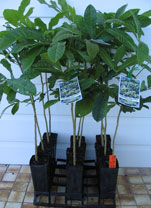 Plant Pot Size Forestry Tube (ft) Forestry Tube 50mm Sq X 125mm