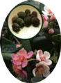 Ceylon Hill Gooseberry Rhodomyrtus tomentosa is an ornamental fruit tr
