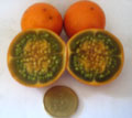 Naranjilla - Solanum quitoense