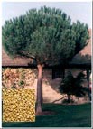 Pine Nut Tree - Pinus pinea