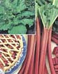 Rhubarb - Rheum rhabarbarum
