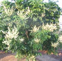 Wampee Tree - Clausena lansium, Guy Sam, Yeem Pay